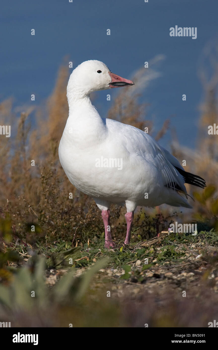 Adult Snow Goose standing on the ground Stock Photo - Alamy