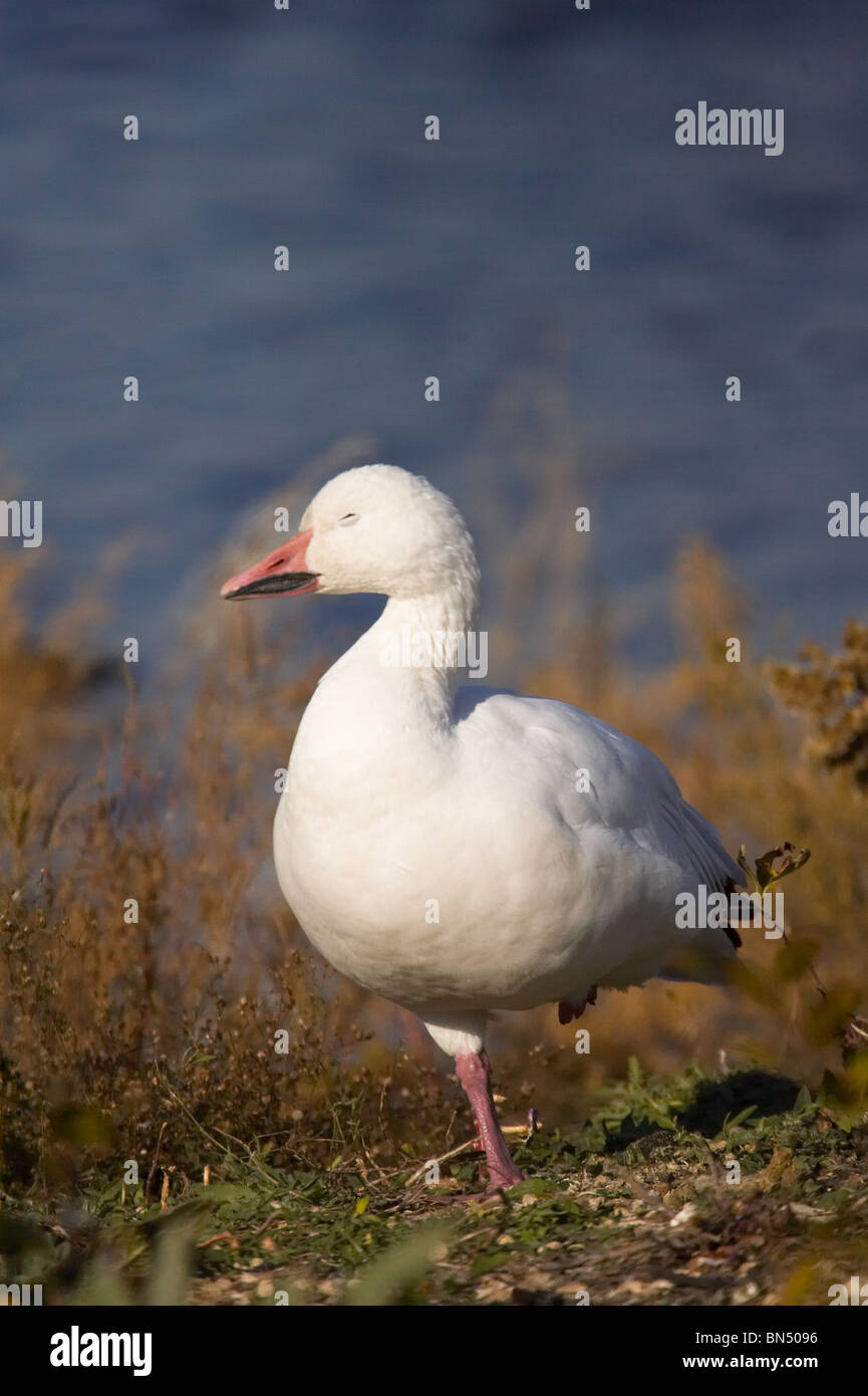 Adult Snow Goose sleeping while standing on one leg Stock Photo - Alamy