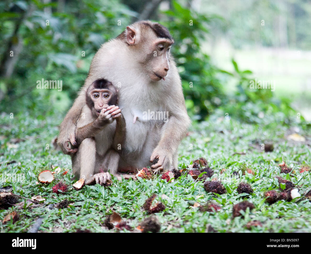 Wild Monkeys being fed by people in Malaysia, just outside of Kuala ...