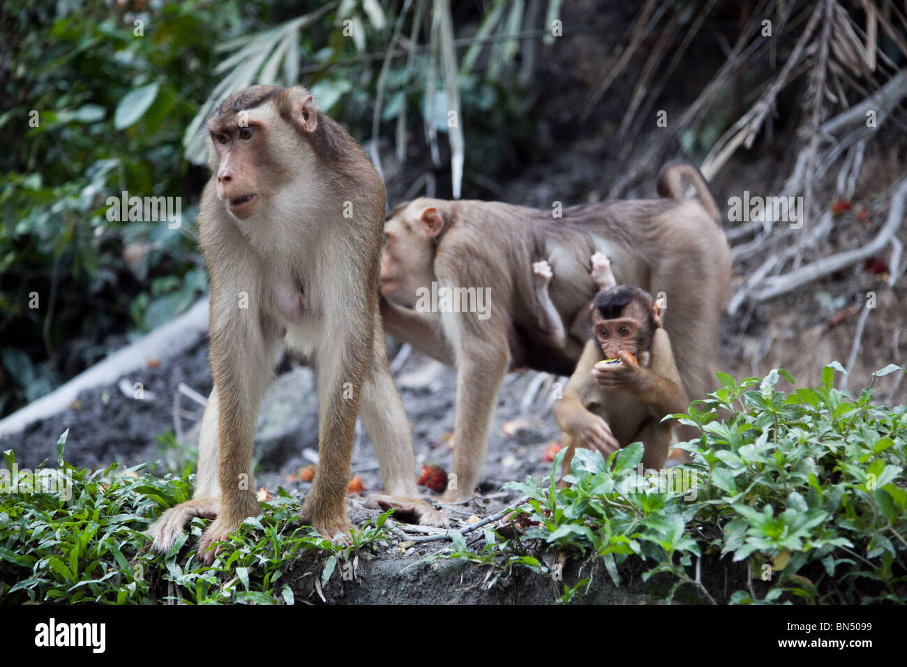 Wild Monkeys being fed by people in Malaysia, just outside of Kuala ...