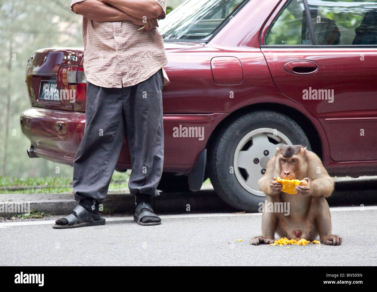 Wild Monkeys being fed by people in Malaysia, just outside of Kuala ...