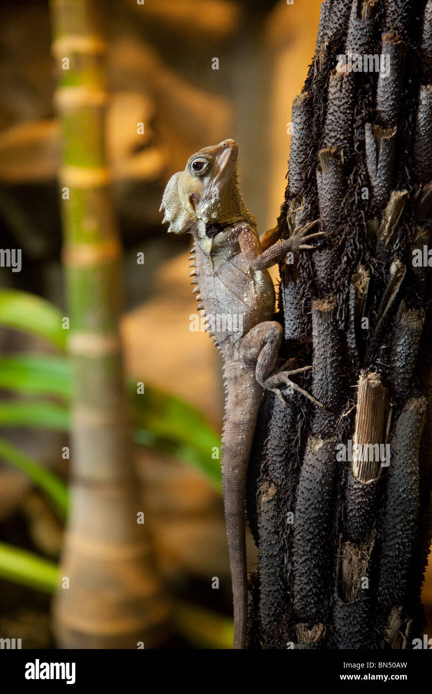 Boyd’s Forest Dragon at Sydney Wildlife World Stock Photo - Alamy