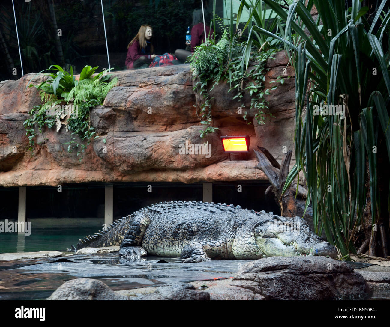 A Giant Crocodile named Rex at the Sydney Wildlife World Stock Photo ...