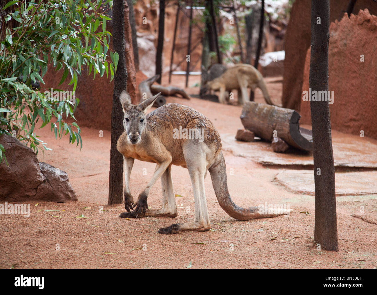 Kanga hi-res stock photography and images - Alamy