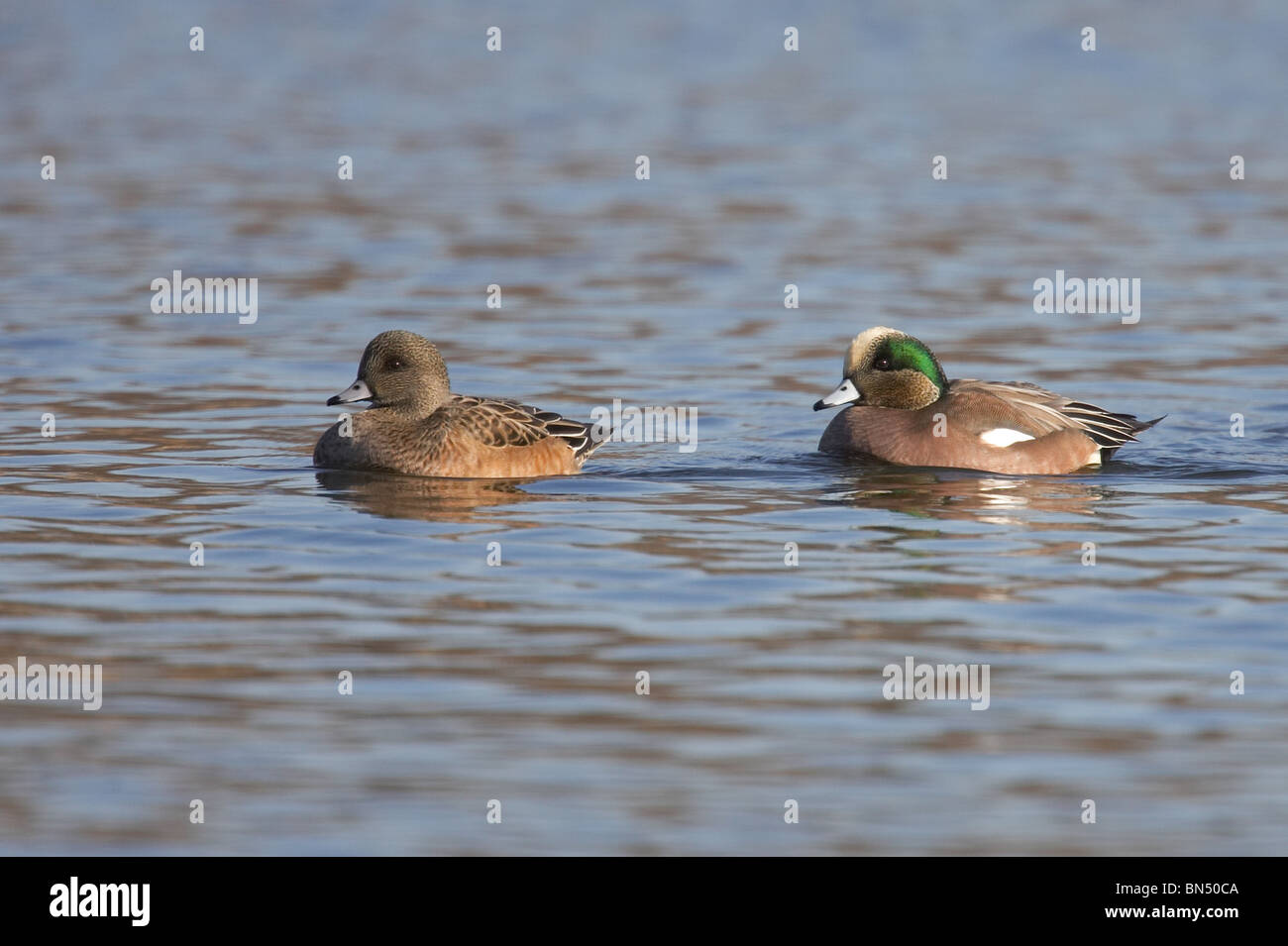 Male and female American Wigeon floating in the water Stock Photo - Alamy