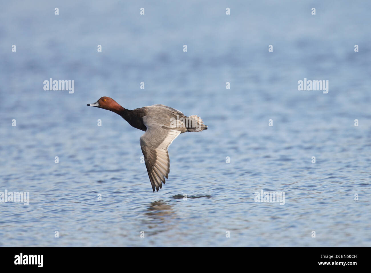 Redhead Duck Flying