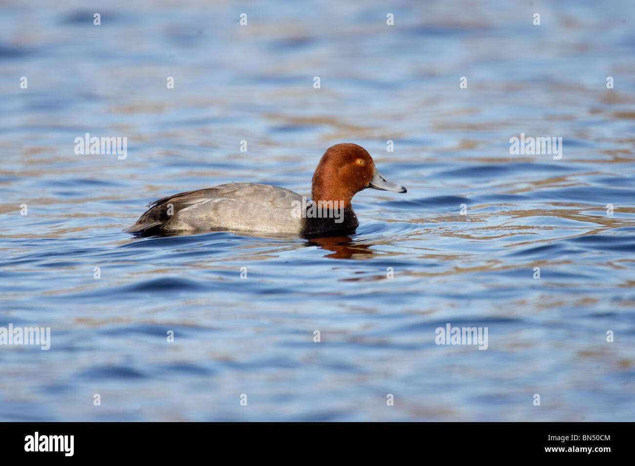 Adult male duck hi-res stock photography and images - Alamy