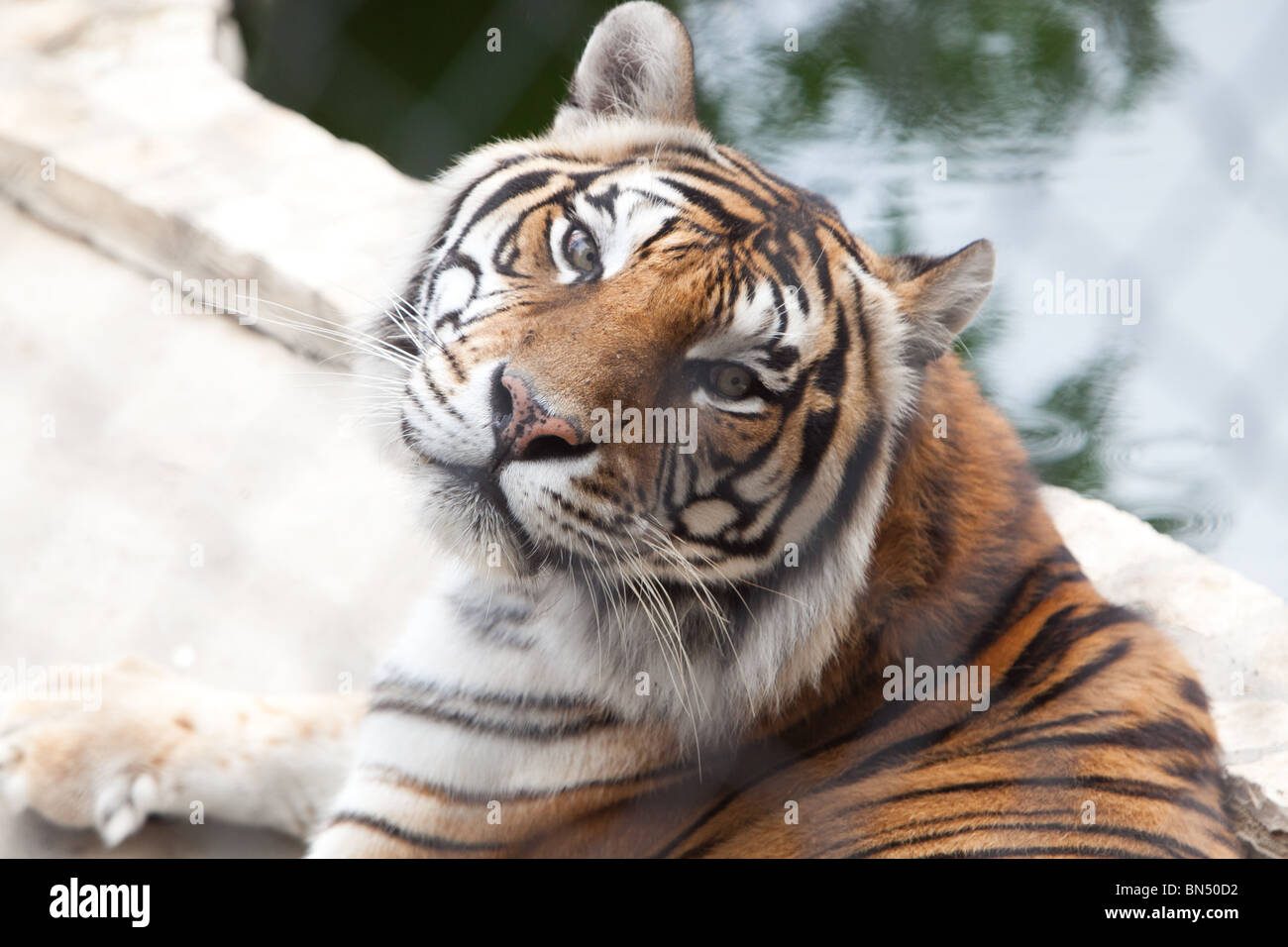 A caged Tiger at the Austin Zoo Stock Photo - Alamy