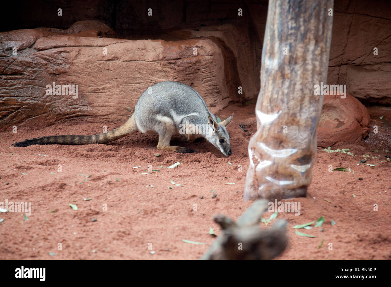 Kangaroo cousin hi-res stock photography and images - Alamy