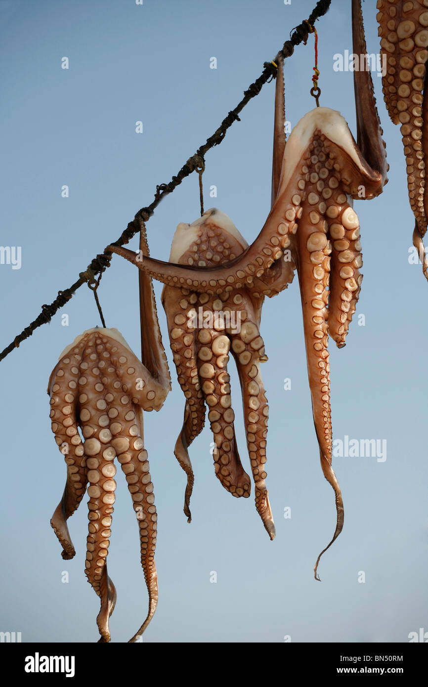 octopus hanging from line in Greece Stock Photo - Alamy