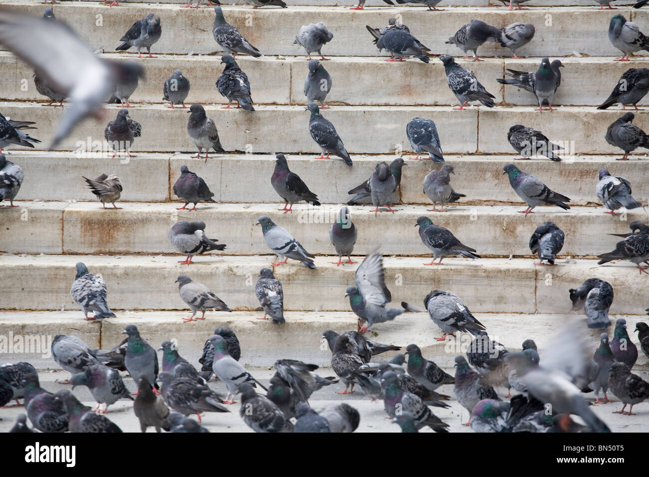 Pigeons istanbul turkey hi-res stock photography and images - Alamy