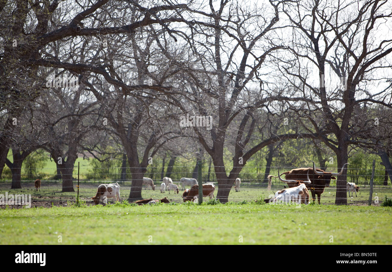 Texas longhorn cattle ranch hi-res stock photography and images - Alamy