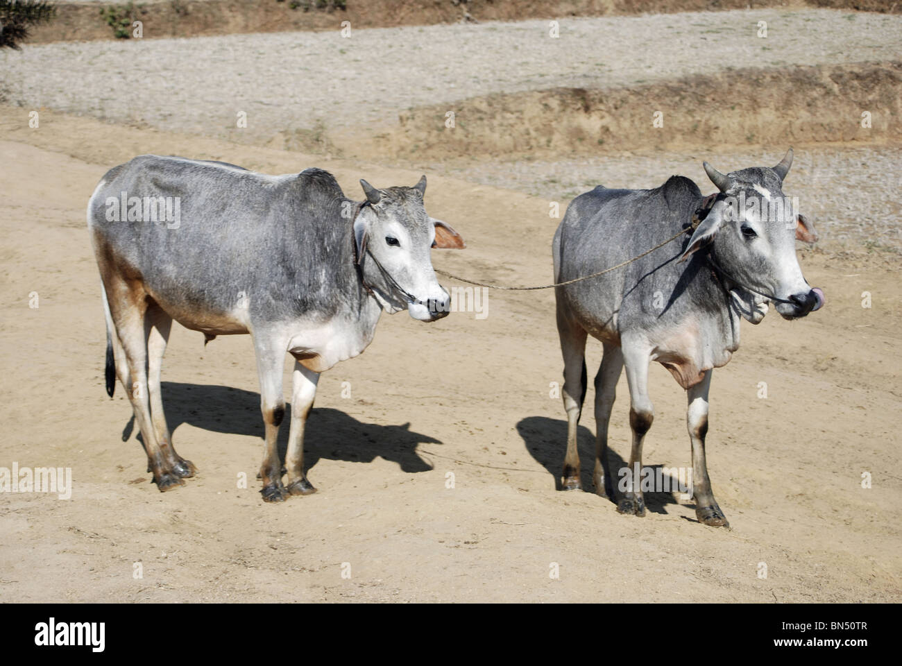 pair of local bullocks, India Stock Photo - Alamy