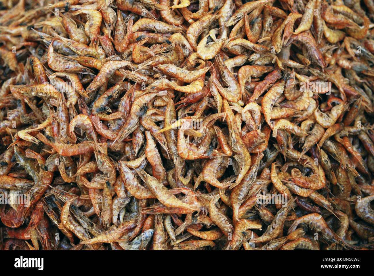 School prawn hi-res stock photography and images - Alamy