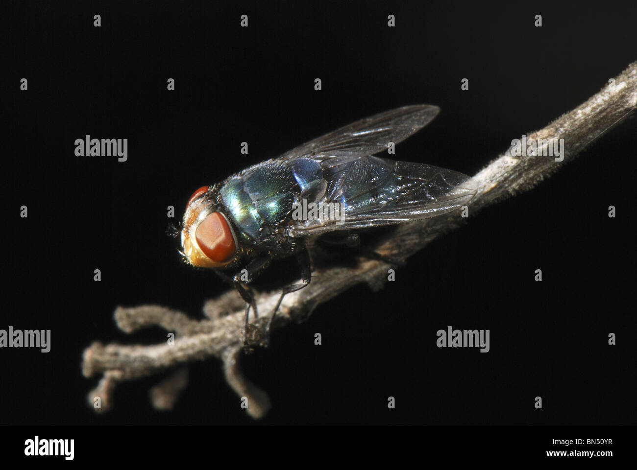 House fly (Musca domestica Stock Photo - Alamy