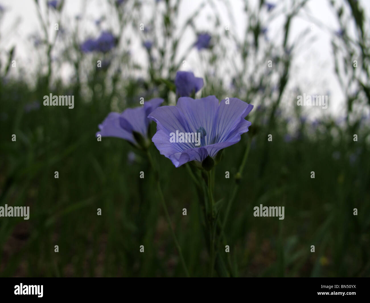 Common flax hi-res stock photography and images - Alamy
