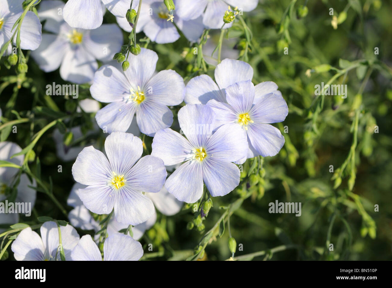 Linum blue flowers hi-res stock photography and images - Alamy