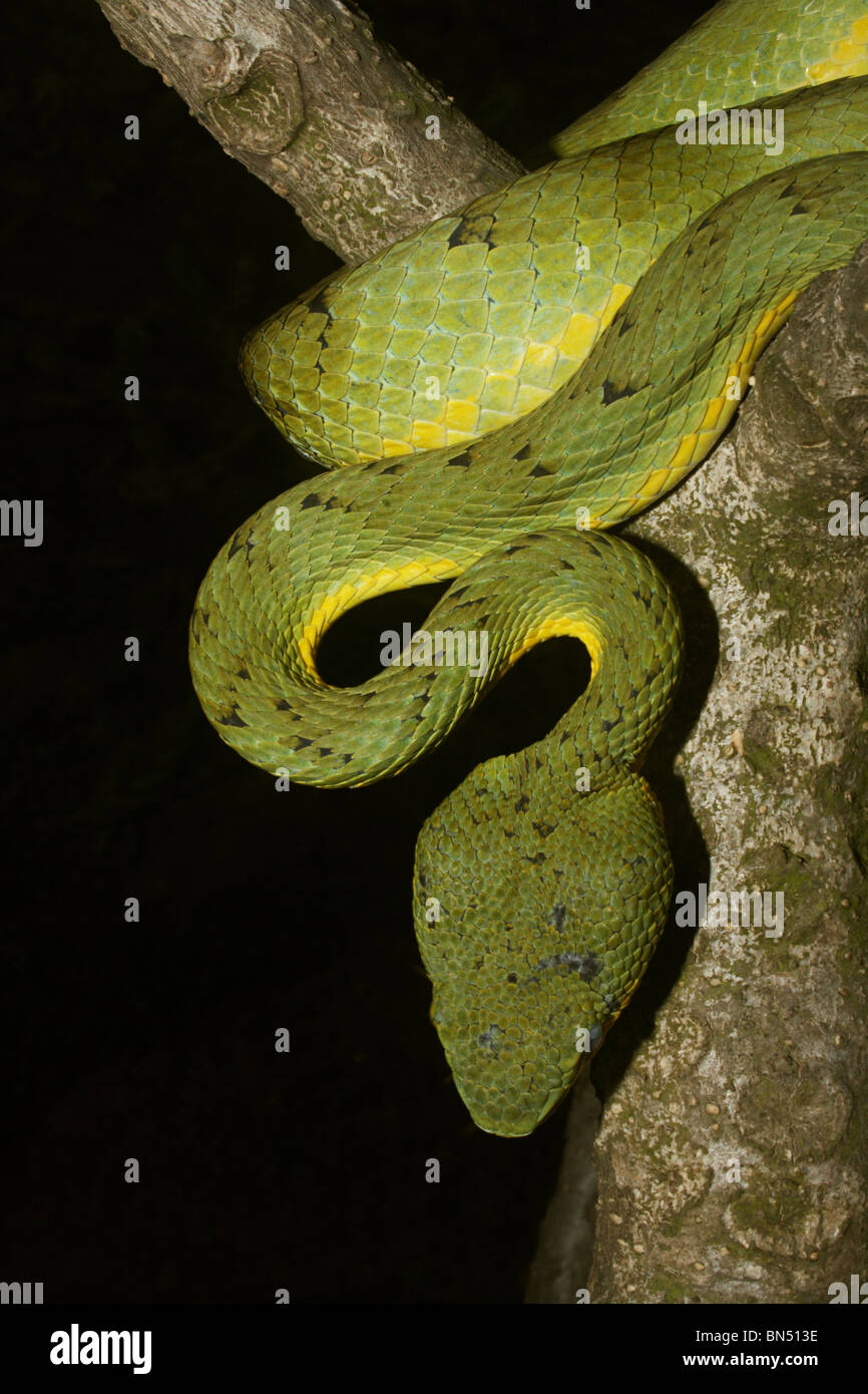 BAMBOO PIT VIPER. Trimeresurus gramineus. Venomous Common Stock Photo ...