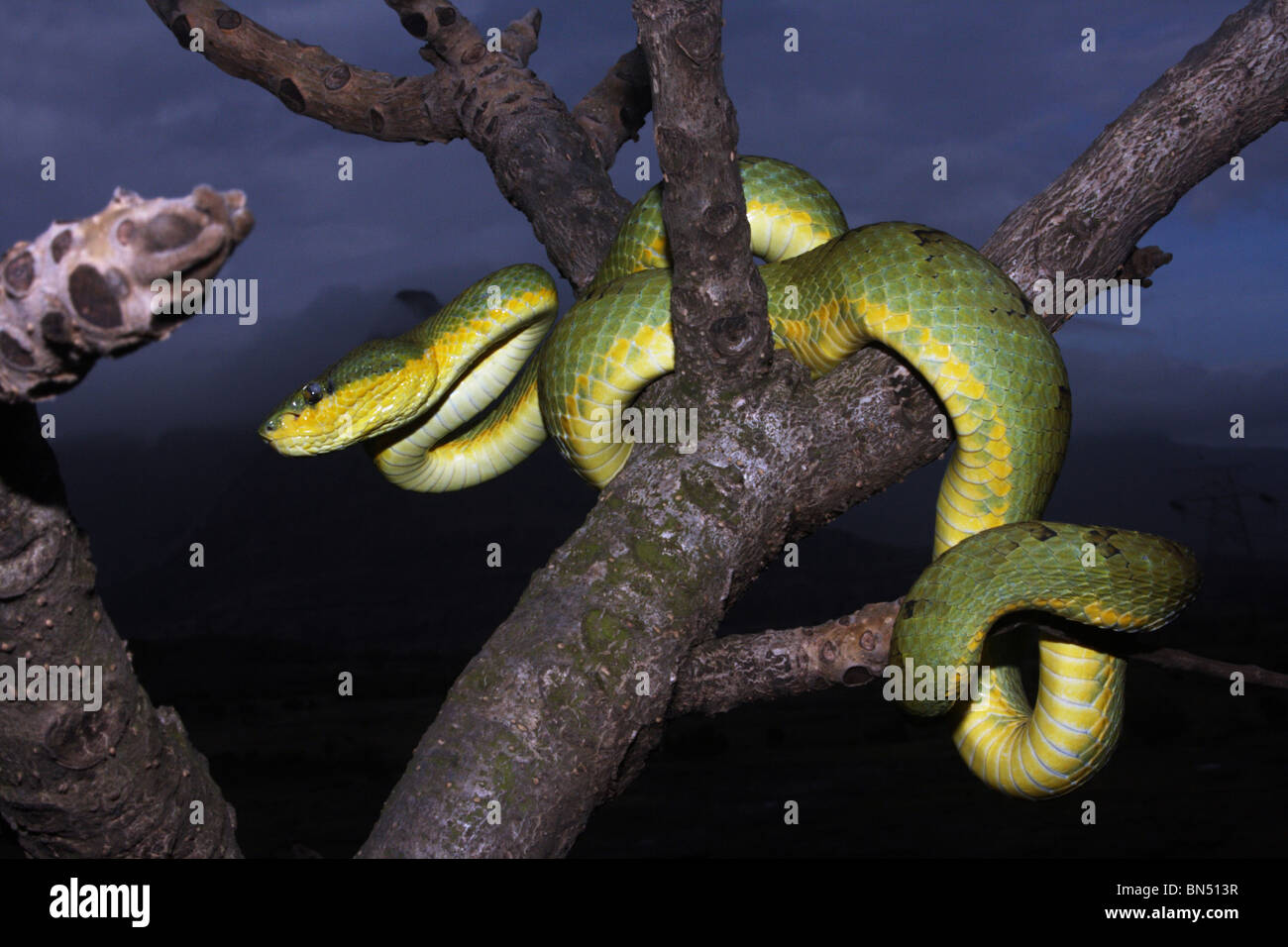 BAMBOO PIT VIPER. Trimeresurus gramineus. Venomous Common Stock Photo ...
