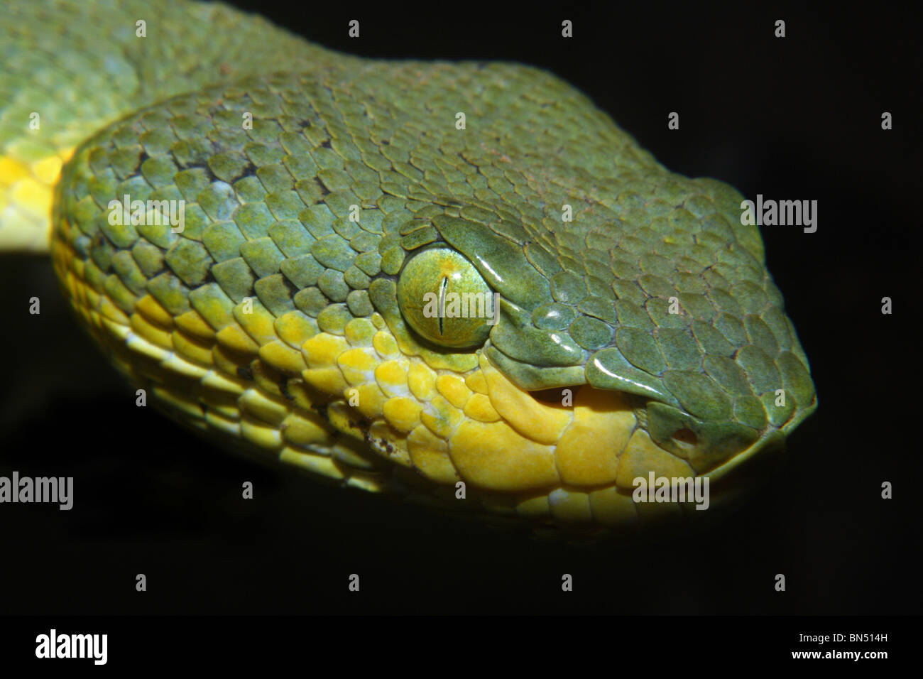 Pit Viper Head