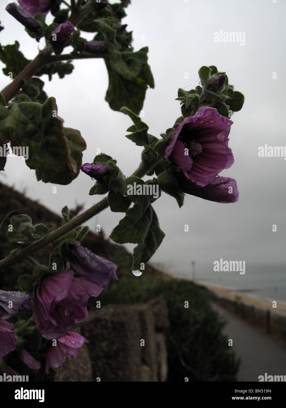 Tree mallow hi-res stock photography and images - Alamy