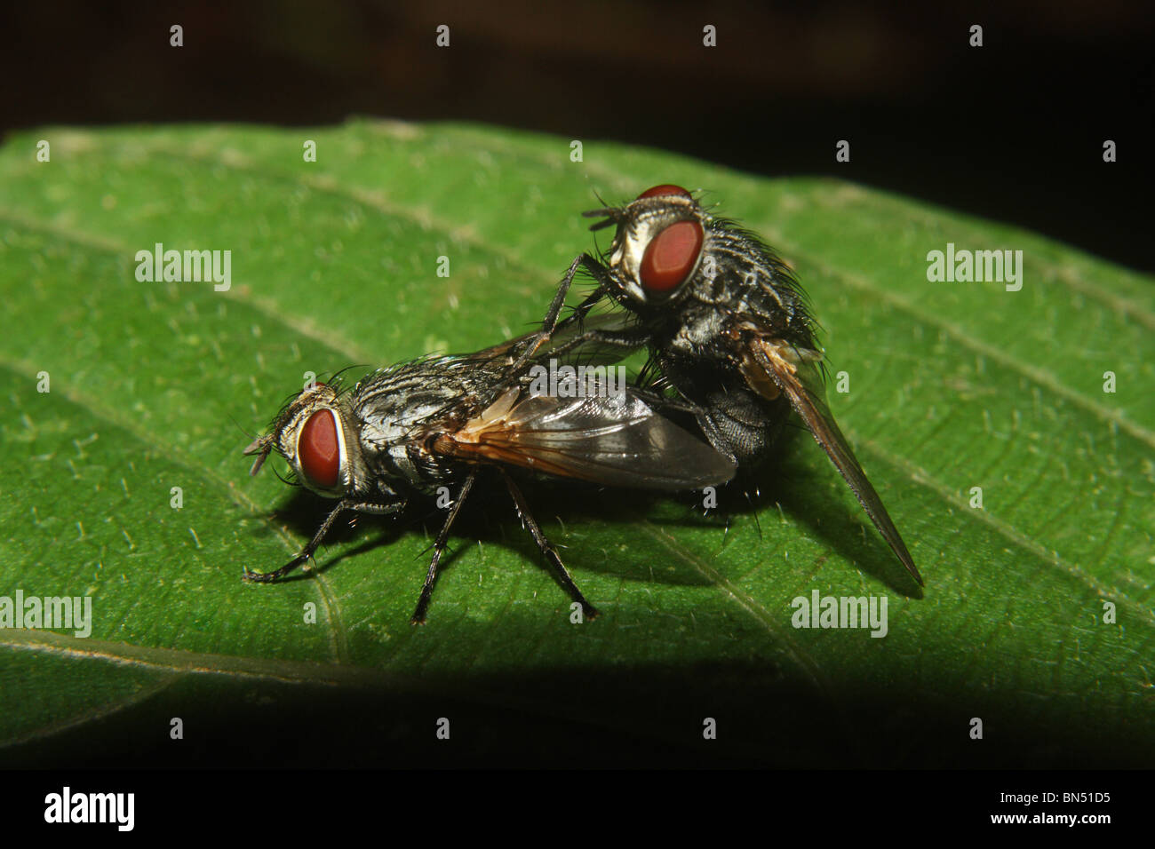 Insect mating flying hi-res stock photography and images - Alamy