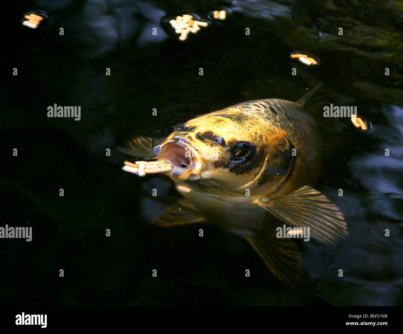 Ghost Carp High Resolution Stock Photography and Images - Alamy