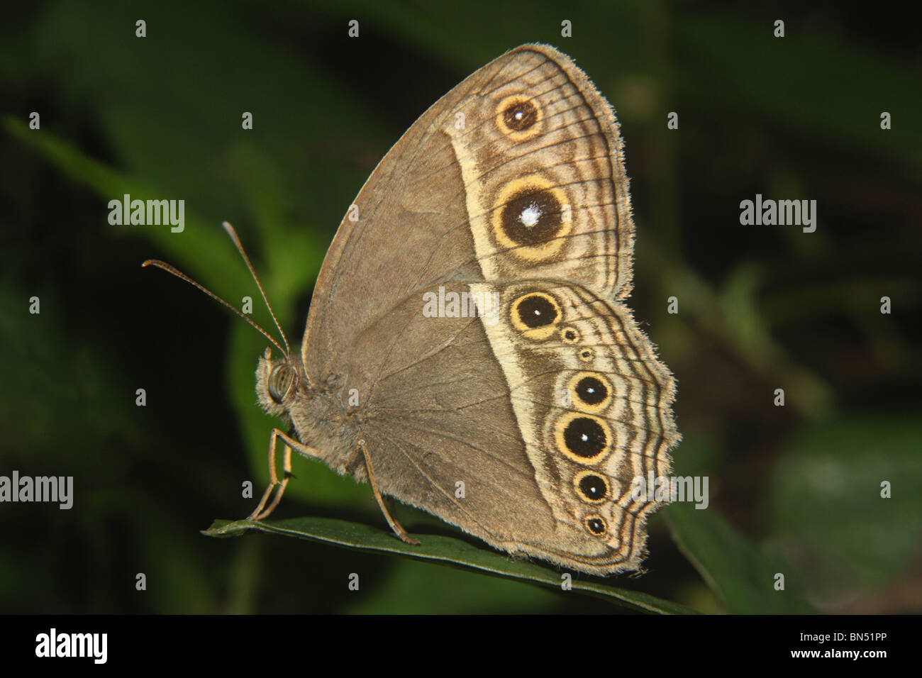 The Dingy Bushbrown or Common Bushbrown (Mycalesis perseus Stock Photo ...