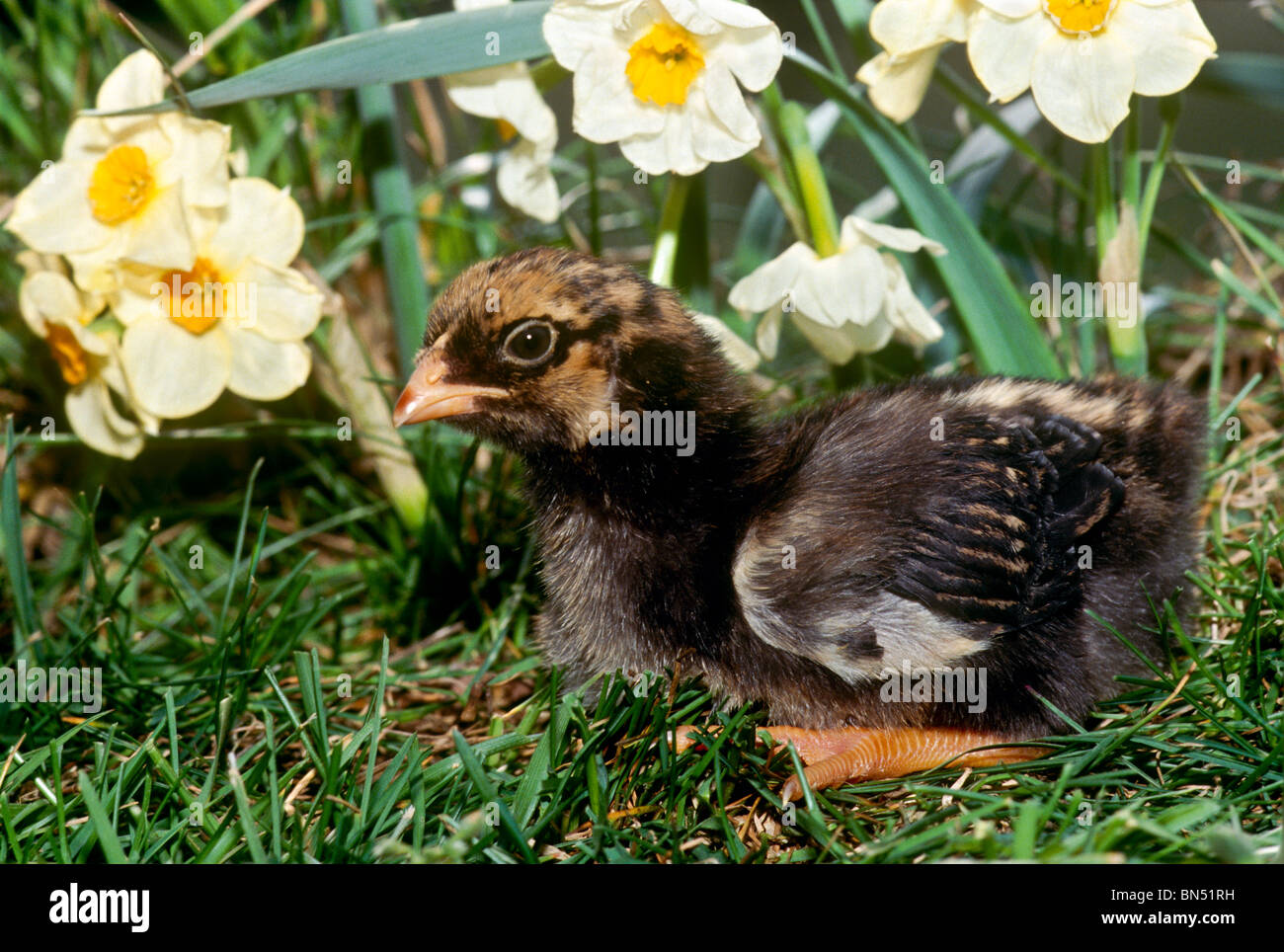 Spring Chicken: Dark Cornish chicken pullet, baby chicken or chick ...
