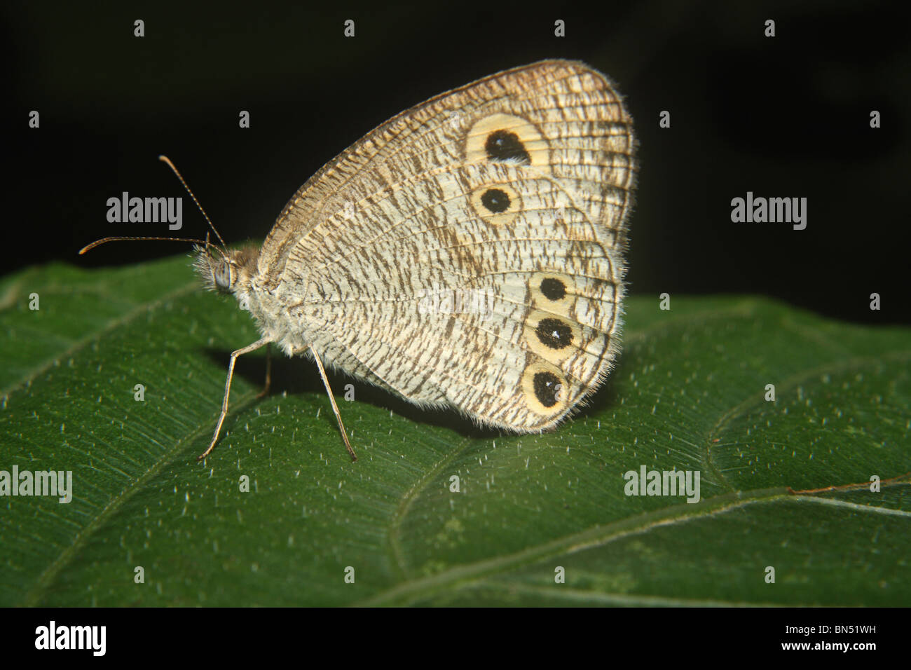 Common Four Ring Butterfly (Ypthima huebneri Stock Photo - Alamy