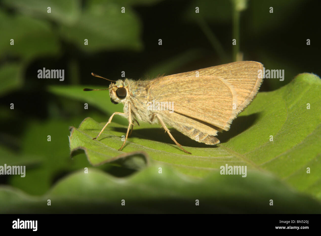 Swift insects hi-res stock photography and images - Alamy