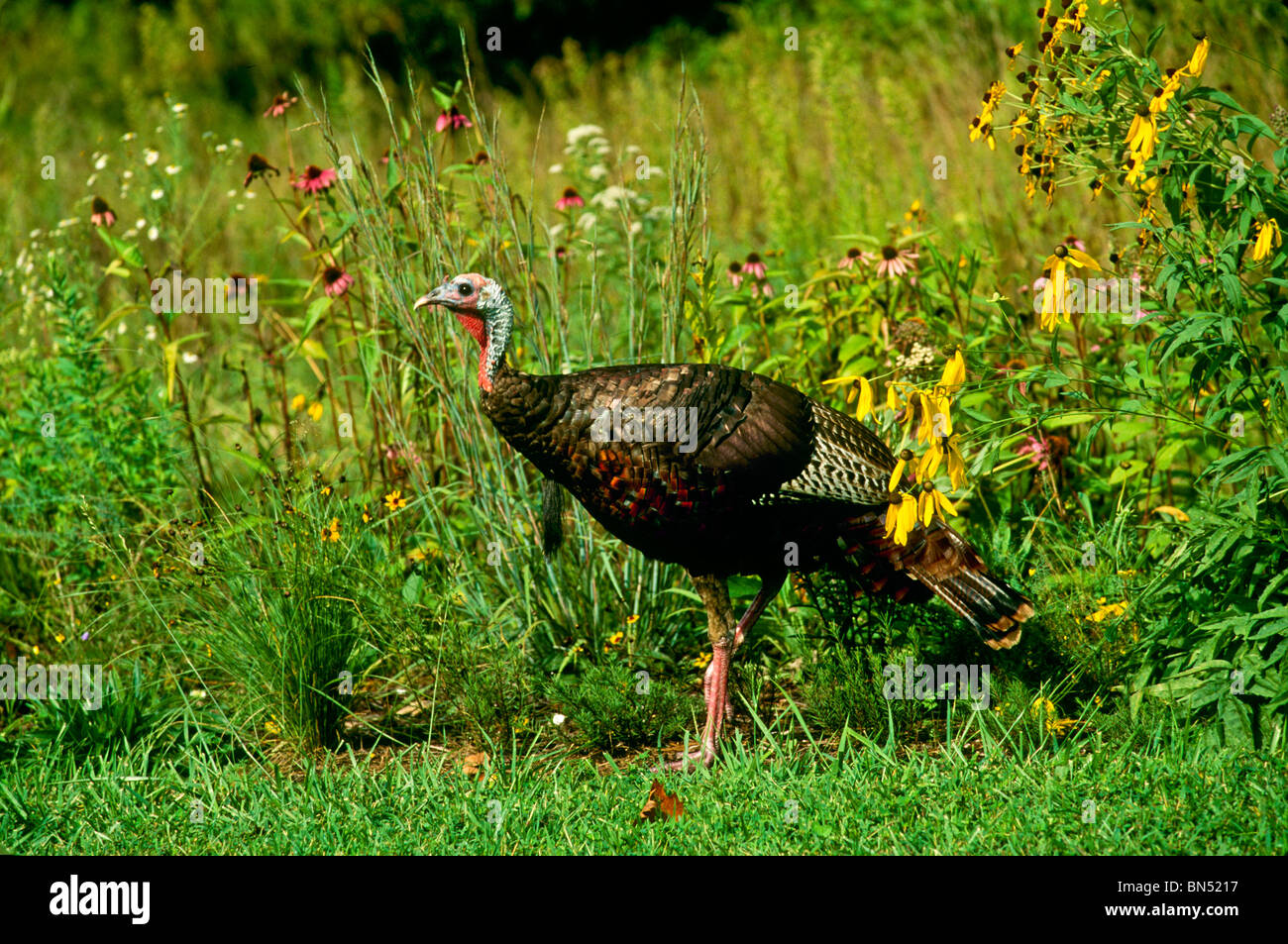 Native wild turkey (Meleagris gallopavo) in late summer wildflower ...