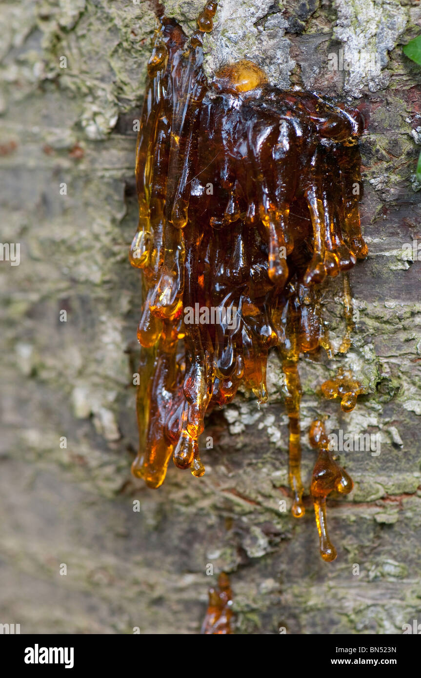 Damaged tree trunk weeping resin Stock Photo - Alamy