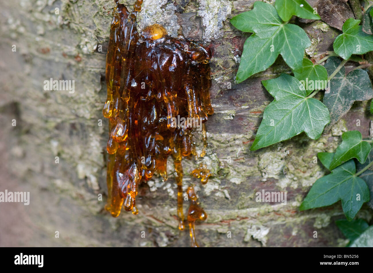 Resin tree hi-res stock photography and images - Alamy