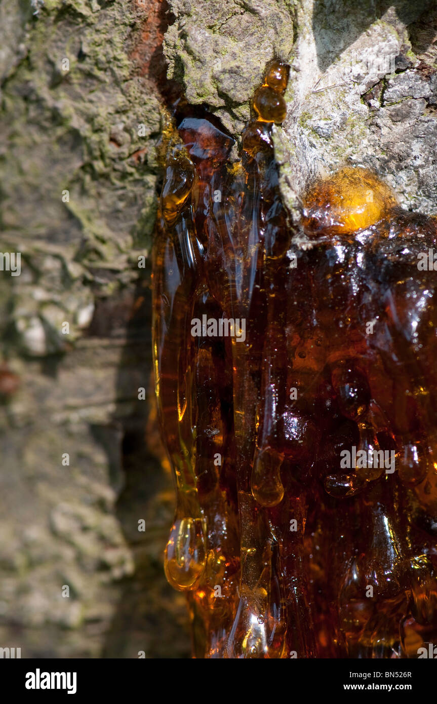 Amber resin tree hi-res stock photography and images - Alamy