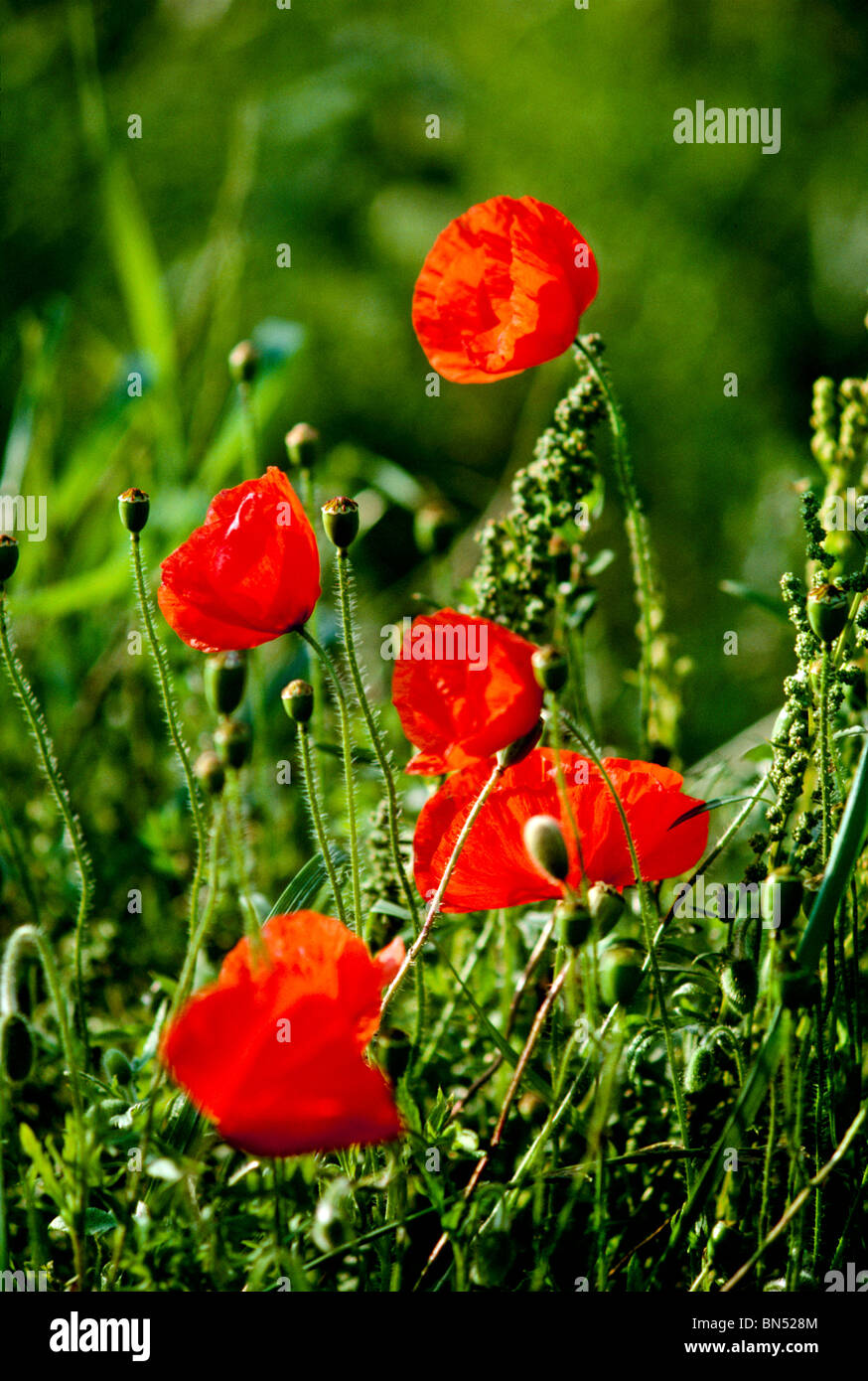 Red poppies known as The "Flanders Poppy" growing in summer meadow with ...
