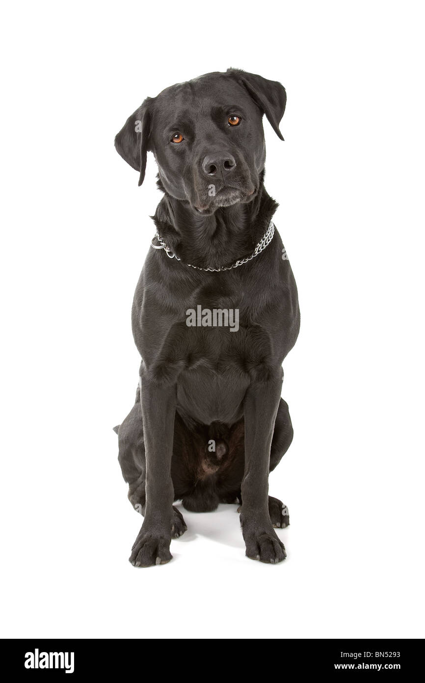 Labrador retriever in front of a white background Stock Photo - Alamy