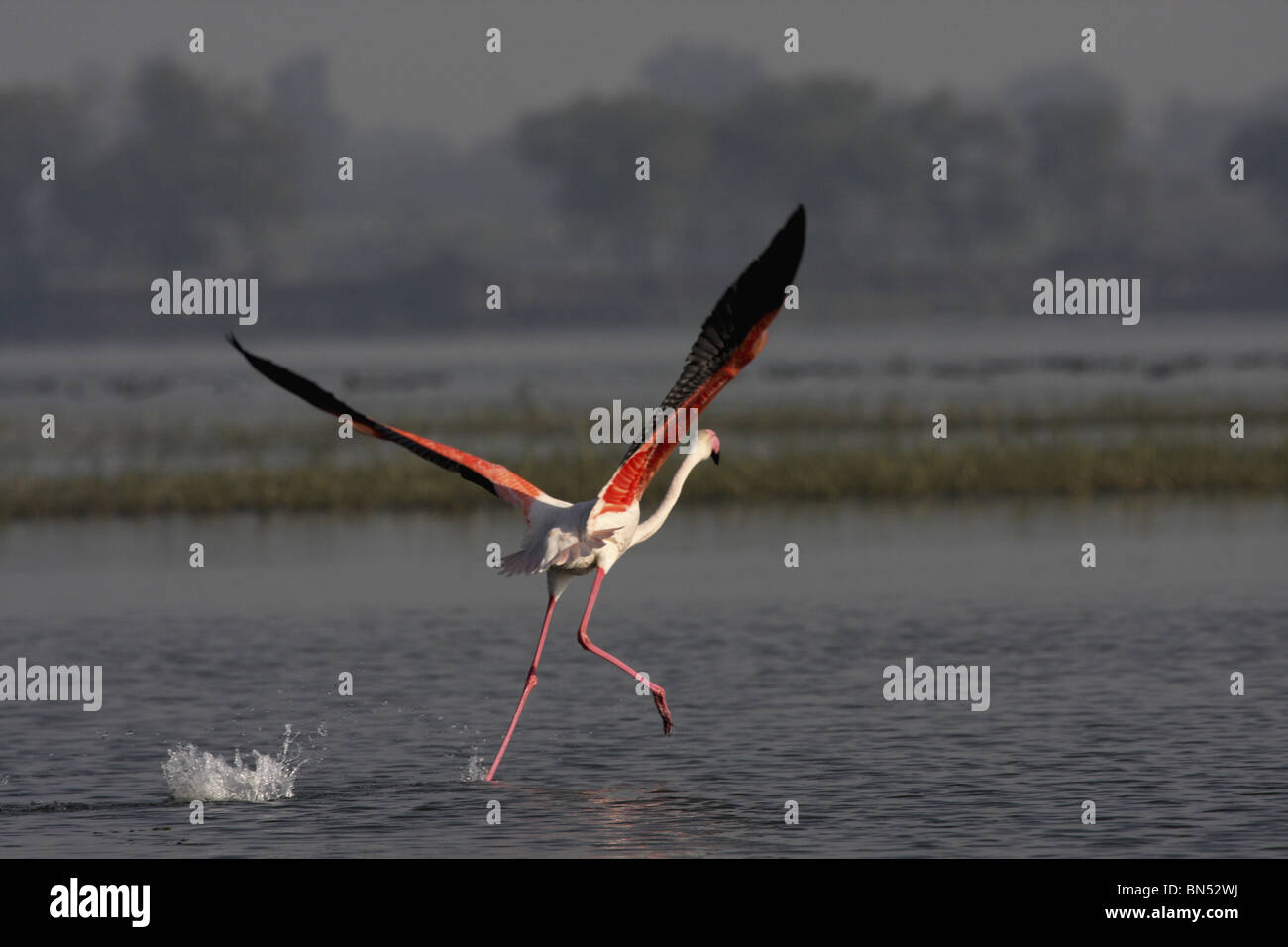 Phoenicopterus, the only genus in the family Phoenicopteridae Stock ...