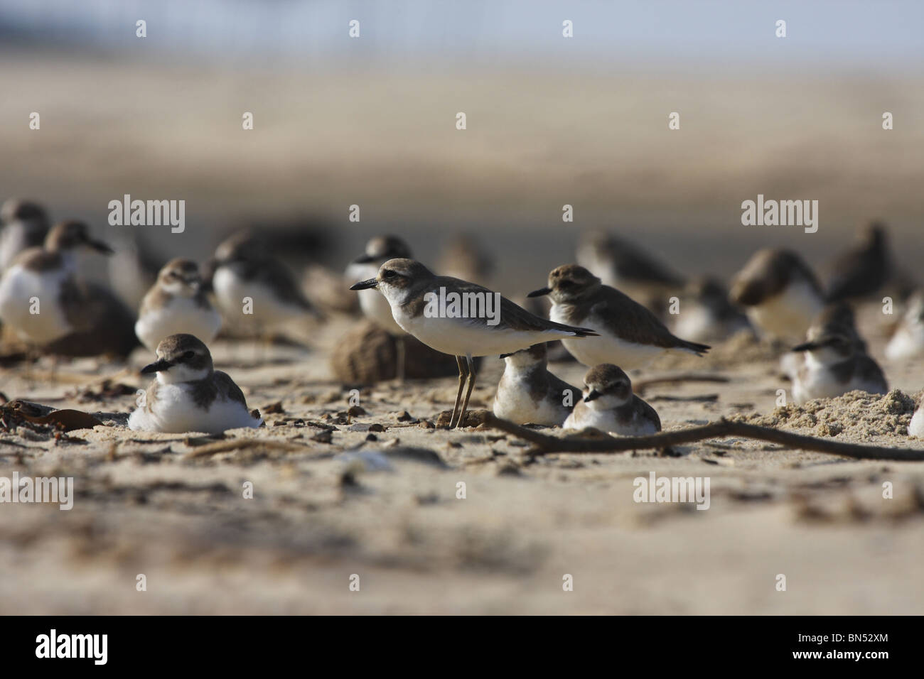 Lesser sandplover, Charadrius mongolus, Charadriidae, Tarakrali Beach ...