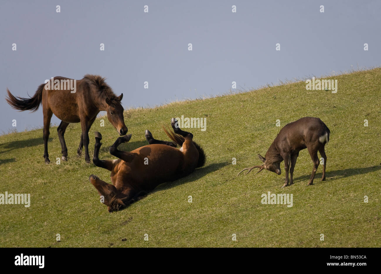Wild Horse Cape Toi Miyazaki Japan Kyushu Island Stock Photo - Alamy