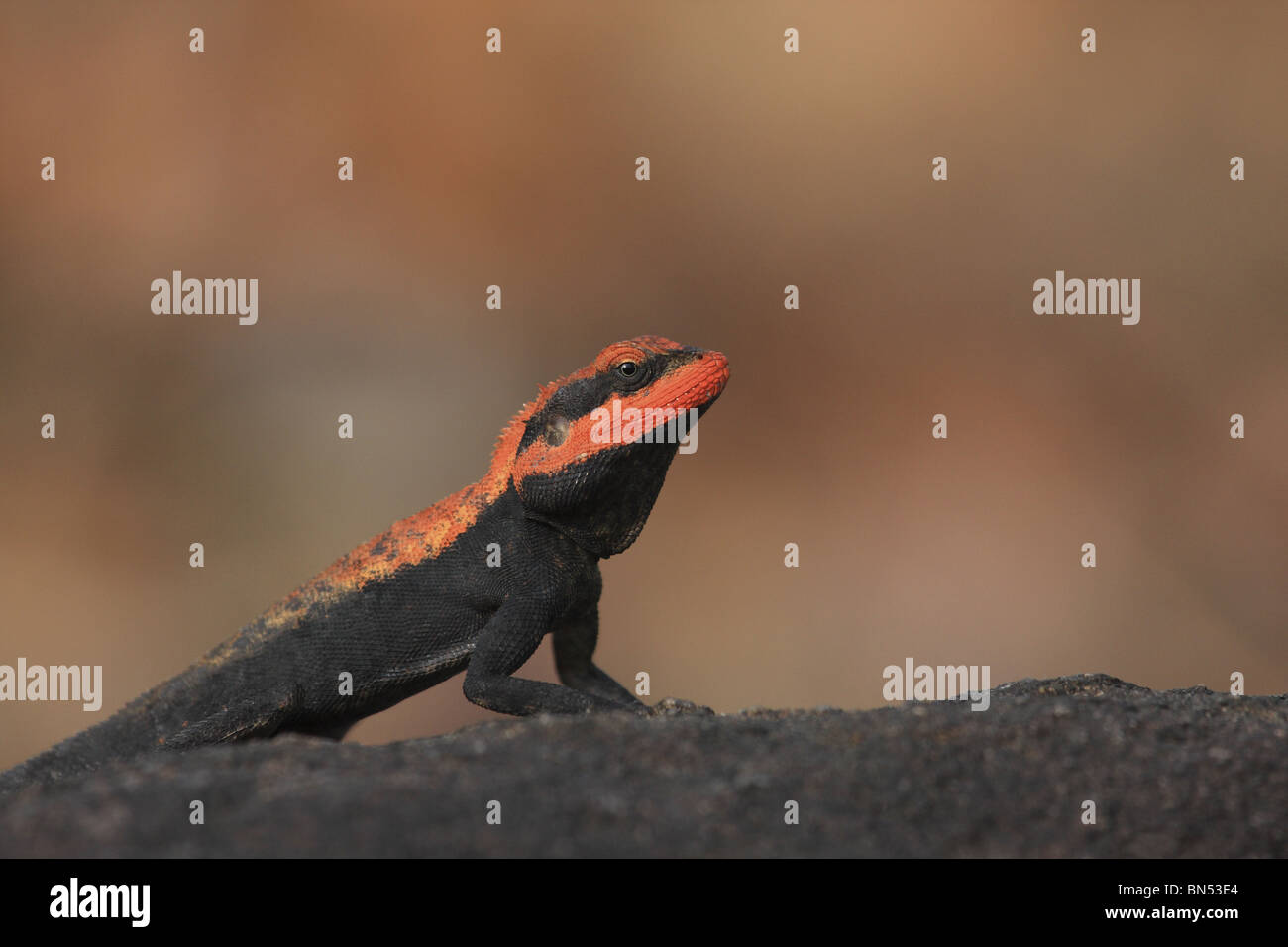 FOREST CALOTES, Calotes rouxii, Male in breeding color in the monsoons ...
