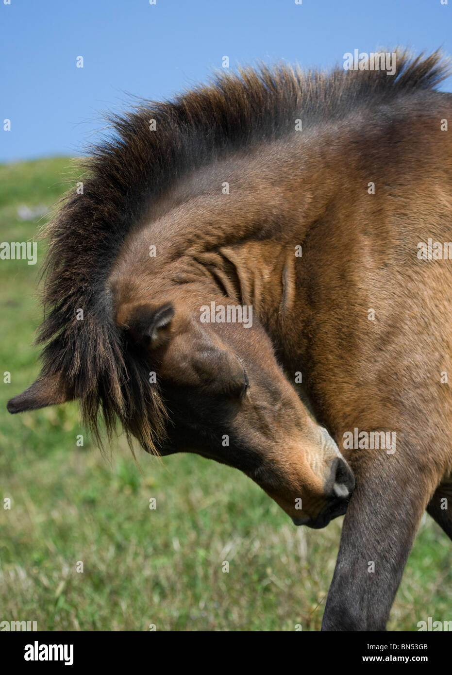 Wild Horse Cape Toi Miyazaki Japan Kyushu Island Stock Photo - Alamy