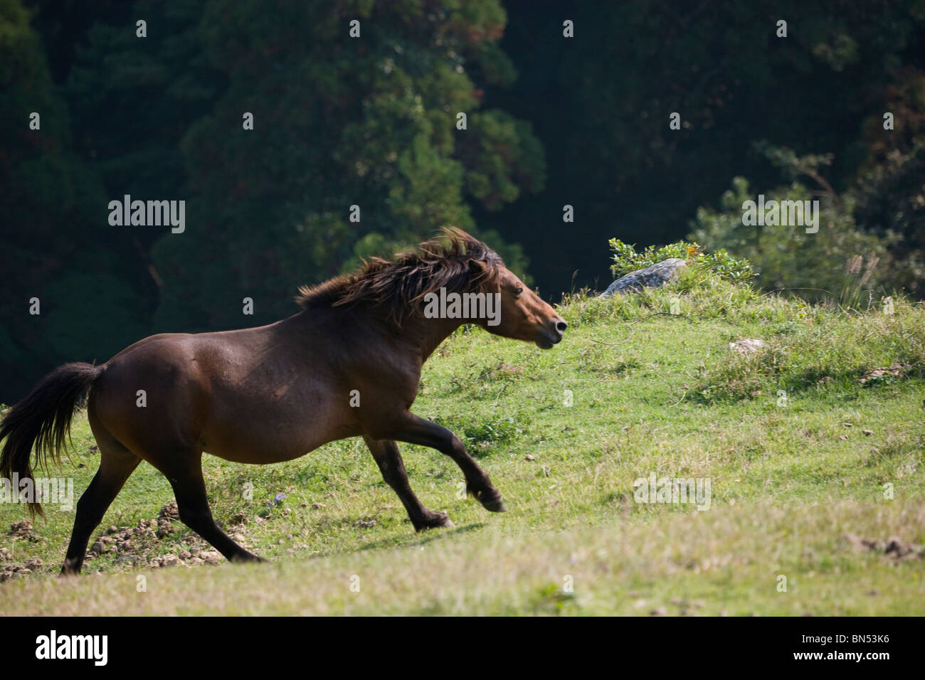 Wild Horse Cape Toi Miyazaki Japan Kyushu Island Stock Photo - Alamy