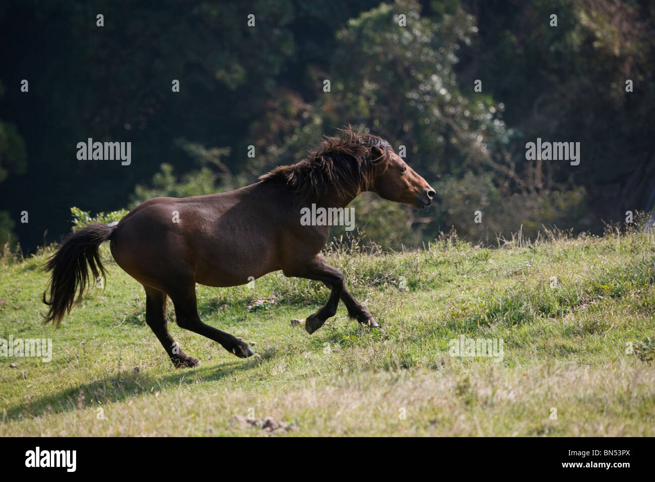 Wild Horse Cape Toi Miyazaki Japan Kyushu Island Stock Photo - Alamy