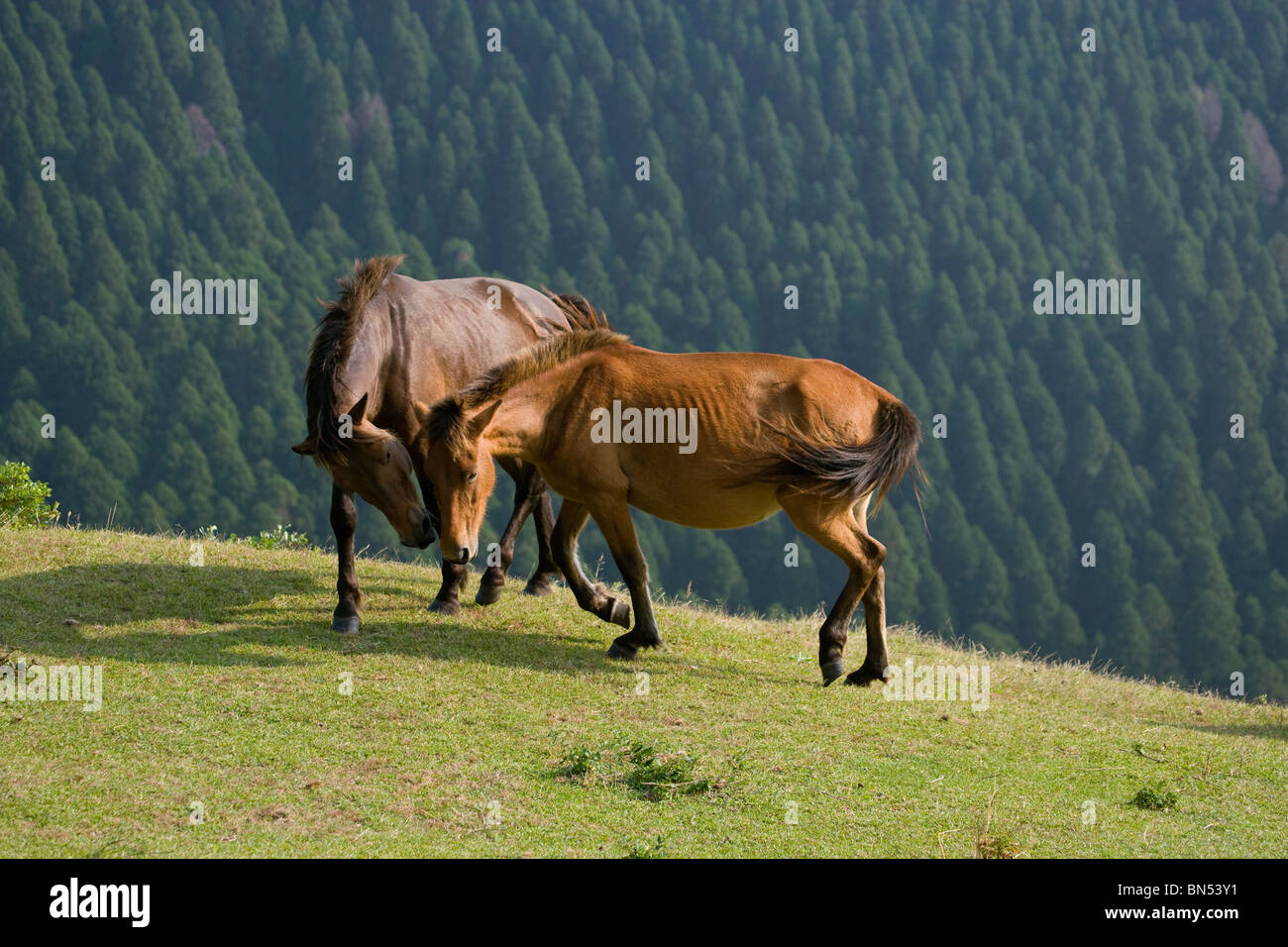 Wild Horse Cape Toi Miyazaki Japan Kyushu Island Stock Photo - Alamy