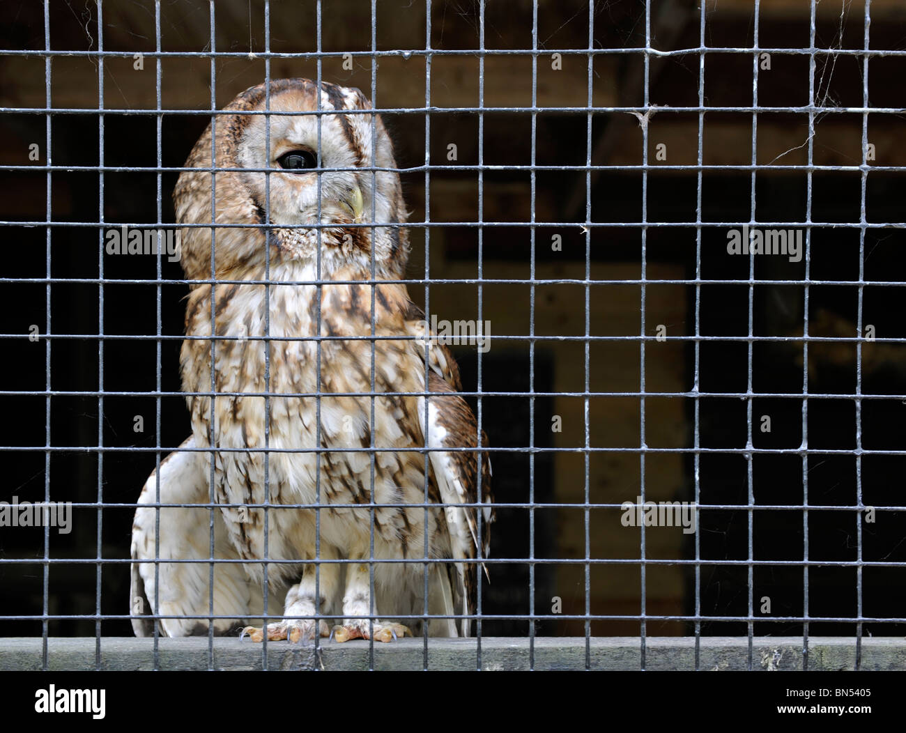 Owl In Cage High Resolution Stock Photography and Images - Alamy