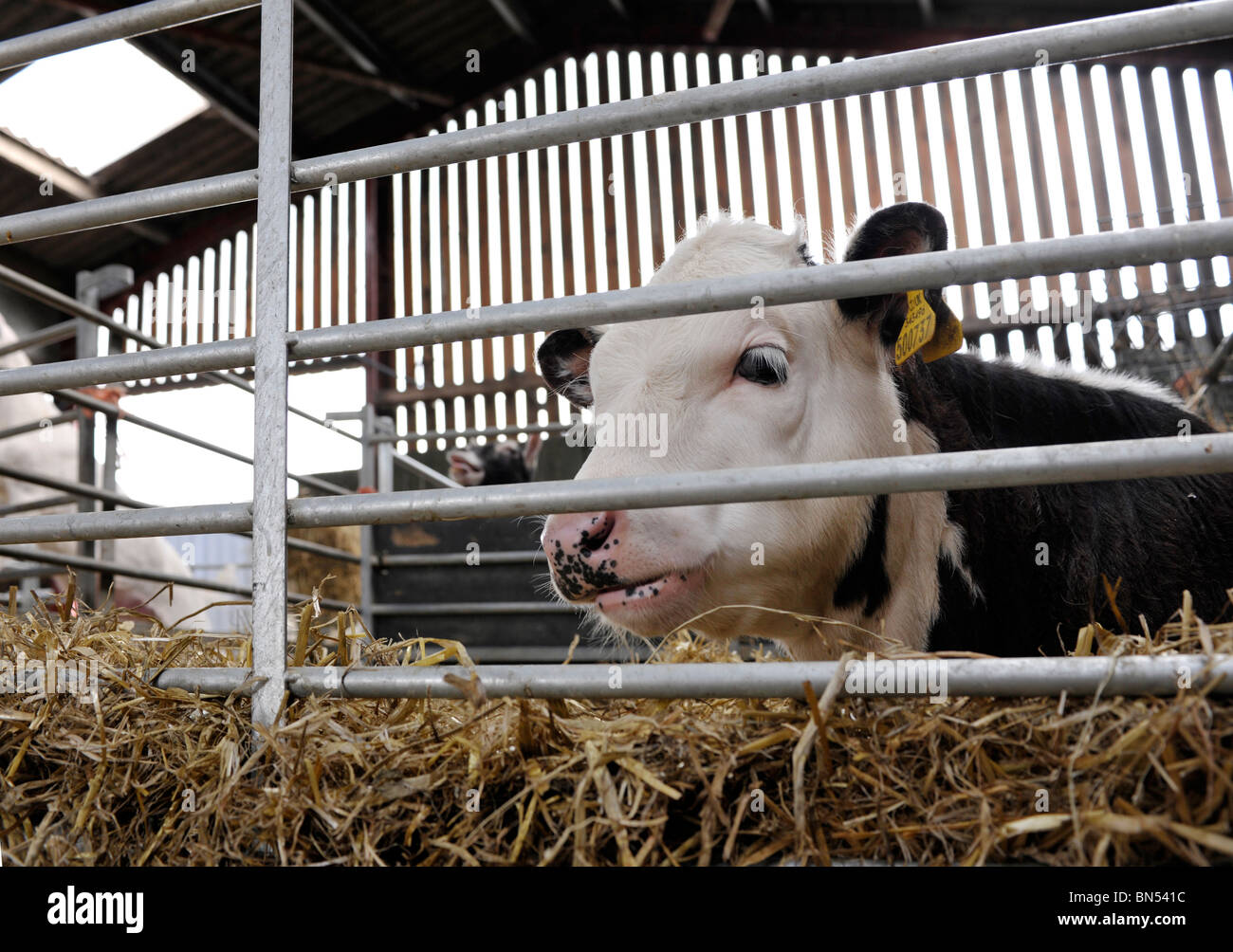 cow calf in barn Stock Photo - Alamy
