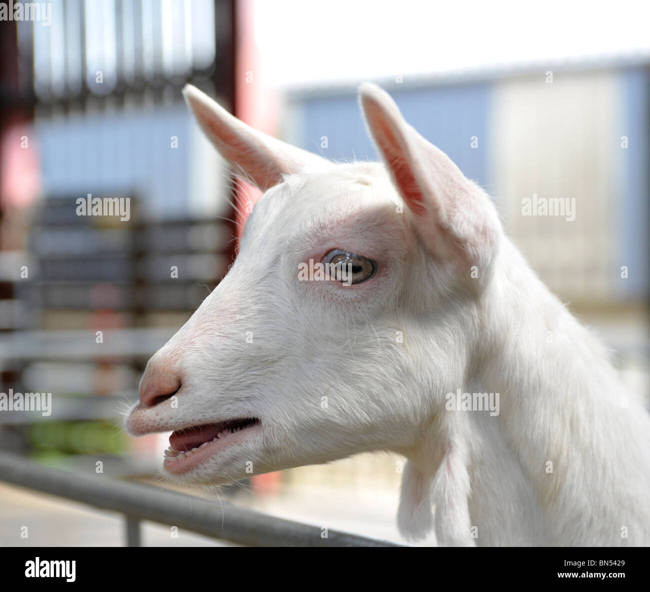 Dairy breed goat hi-res stock photography and images - Alamy