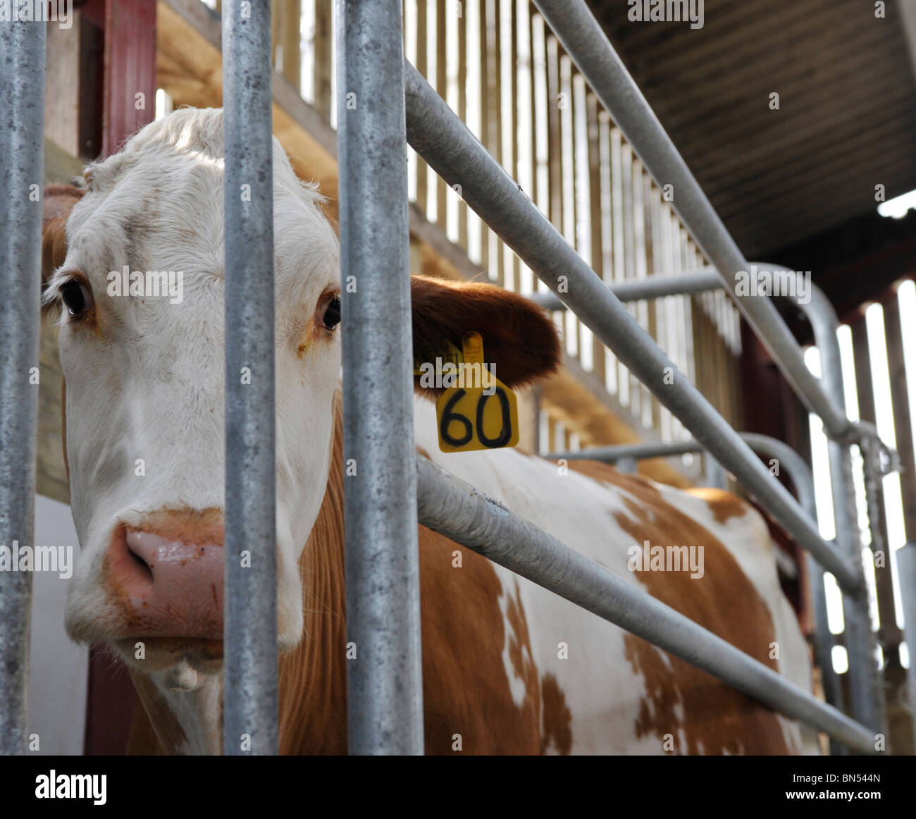 cow in barn Stock Photo - Alamy