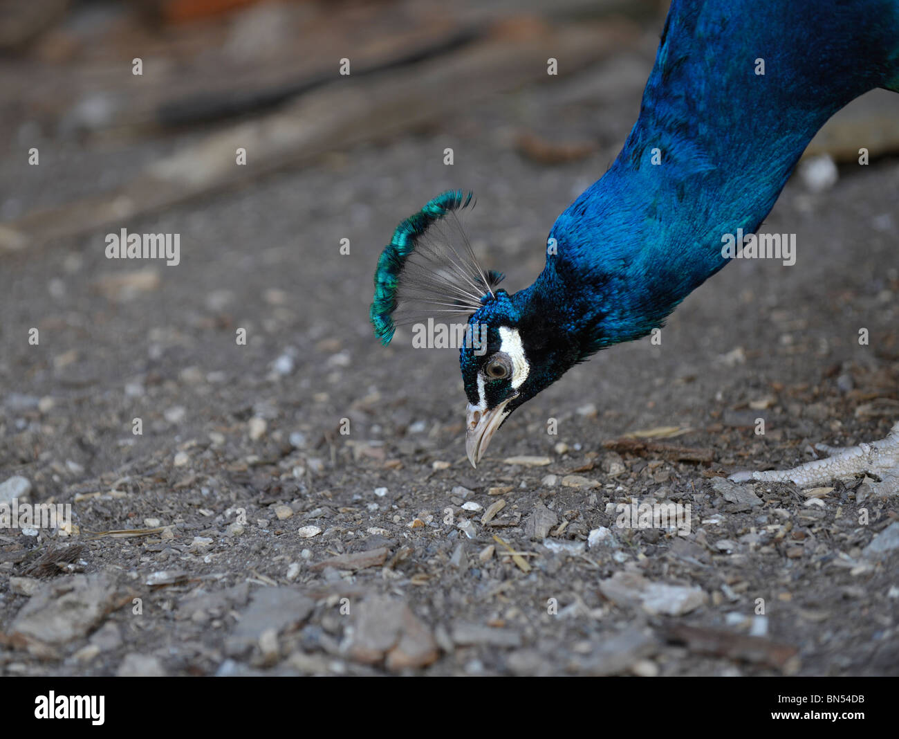 peacock head eating Stock Photo - Alamy